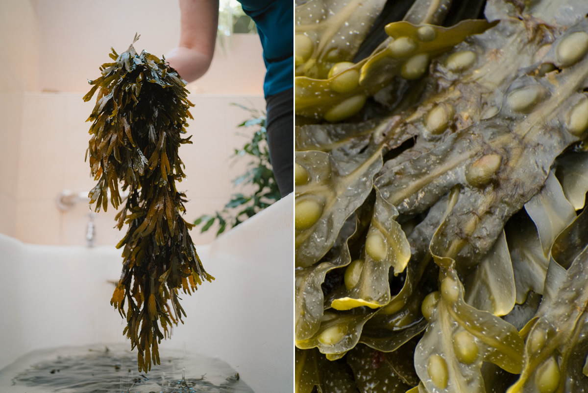 Seaweed and the Spa - Spas.ie